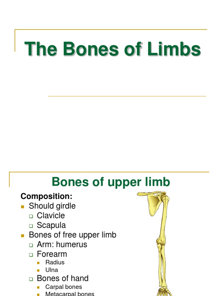 Bones of Limbs | PDF | Lower Limb Anatomy | Human Anatomy