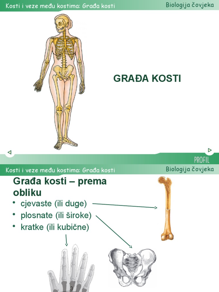 Grada Kosti | PDF
