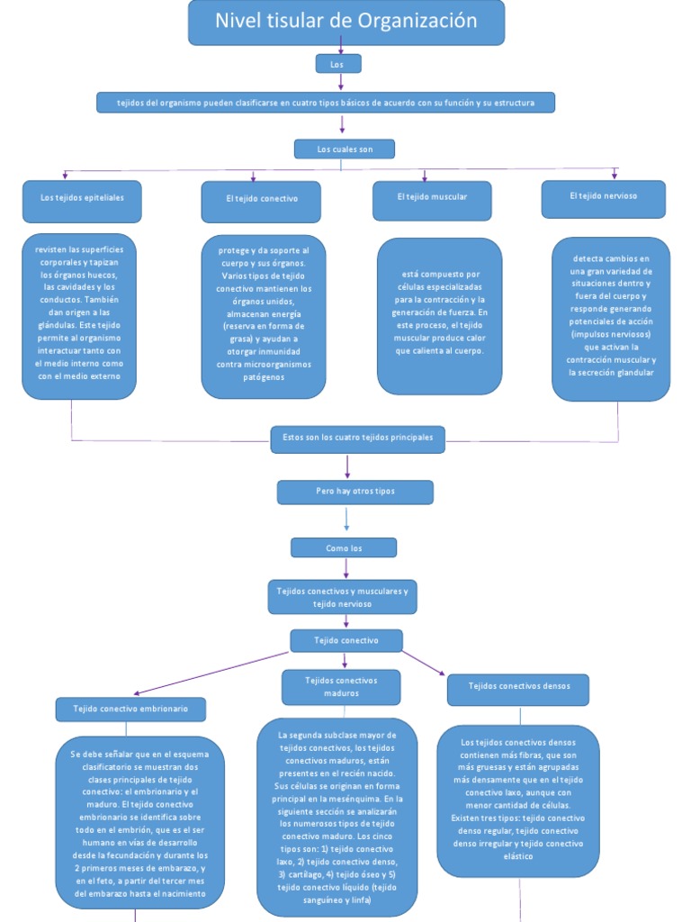 Nivel Tisular de Organización | PDF | Tejido conectivo | Tejido (biología)