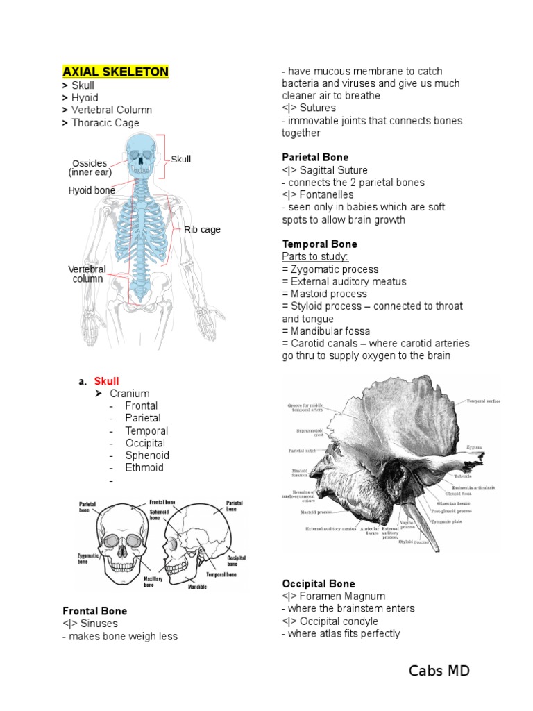 Axial Skeleton: Skull Hyoid Vertebral Column Thoracic Cage Parietal ...
