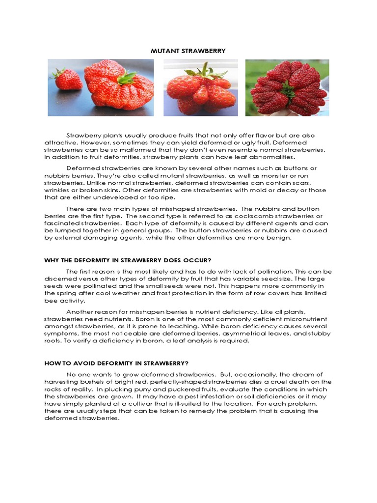 Mutation - Mutant Strawberry | PDF | Strawberry | Berry