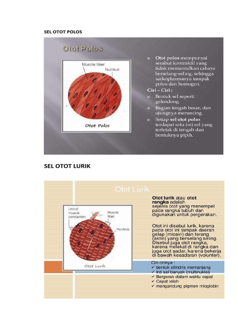 Sel Otot Polos | PDF