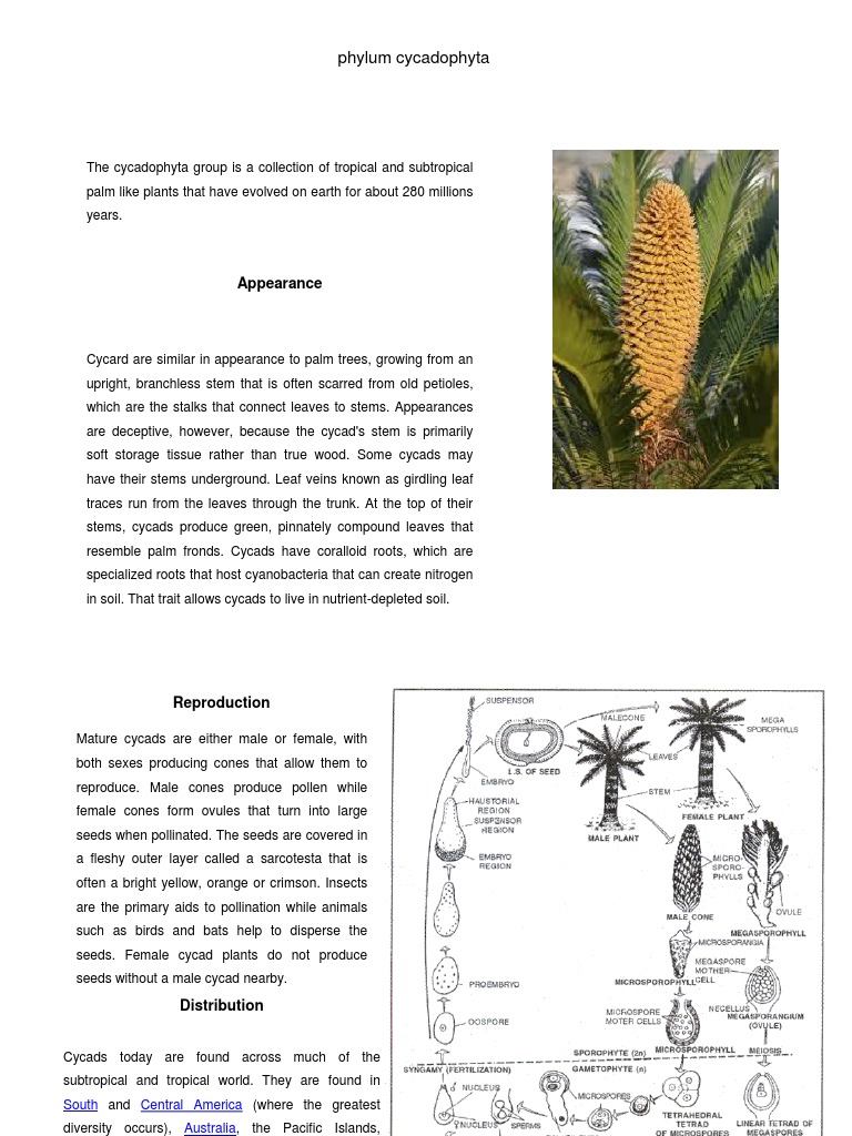 Cycadophyta | PDF | Leaf | Landscape
