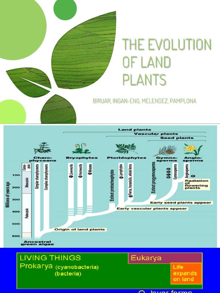 Evolution of Land Plants Explained | PDF | Plants | Flowers