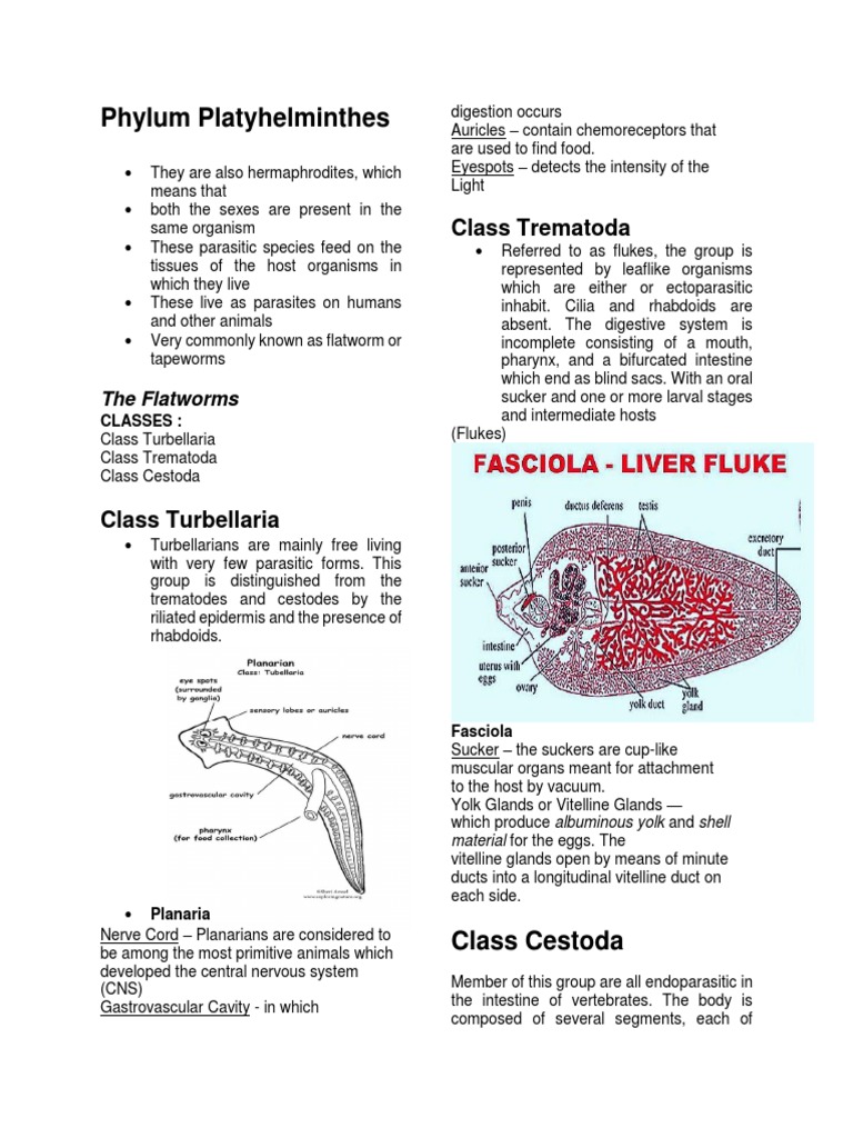 Overview of Platyhelminthes Classes | PDF | Nematode | Organisms