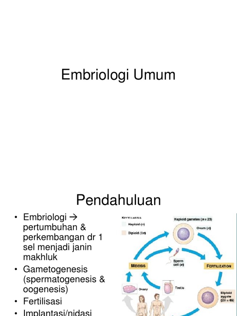 Embriologi Umum FK 018 | PDF
