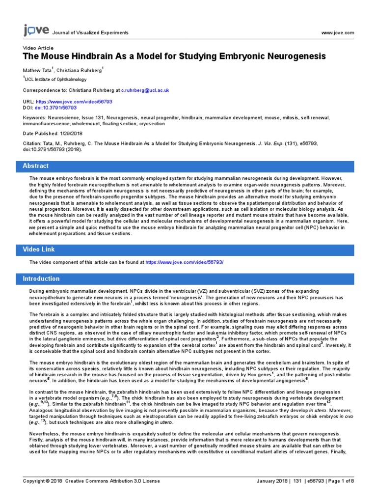 Neurogenesis From Mouse Hind Brain | PDF | Neurogenesis | Life Sciences