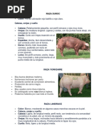 Características del Cerdo Yorkshire | PDF | Cerdo doméstico | Carne