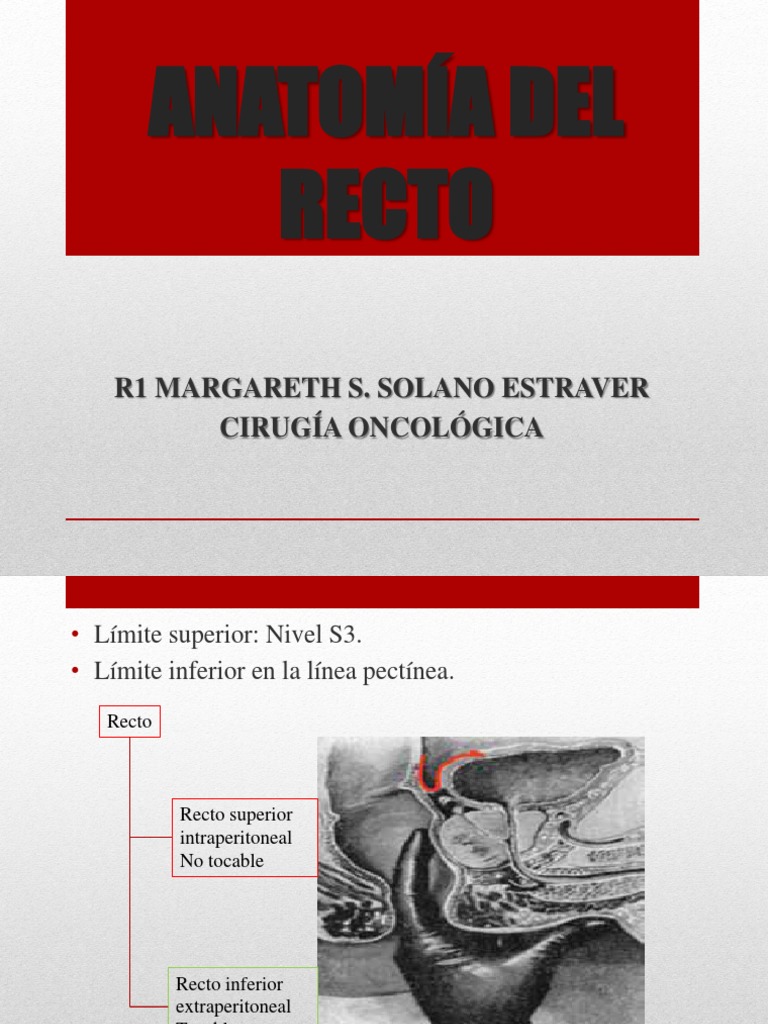 Anatomía Del Recto | PDF