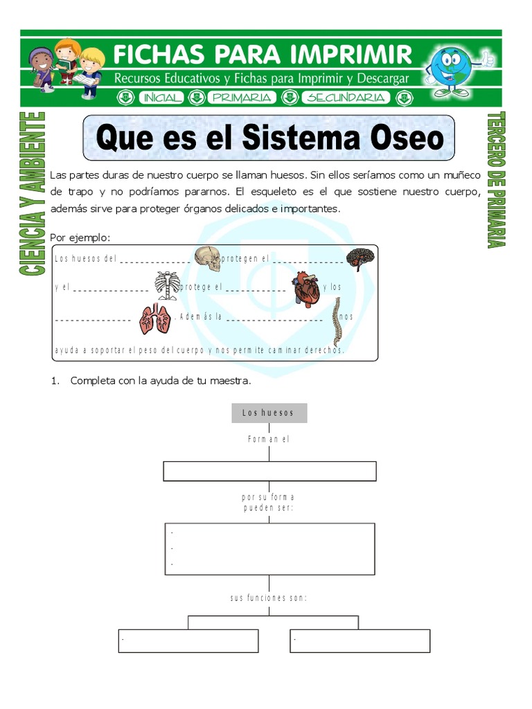 Fichas Del Sistema Oseo | PDF | Anatomía de los primates | Anatomía humana