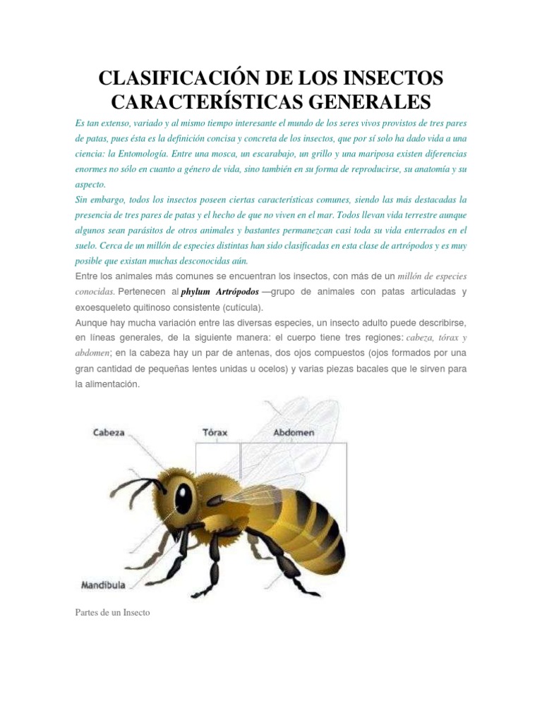 Clasificación de Los Insectos | PDF | Insectos | Mosca