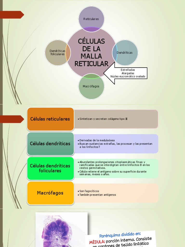 Células de La Malla Reticular | PDF
