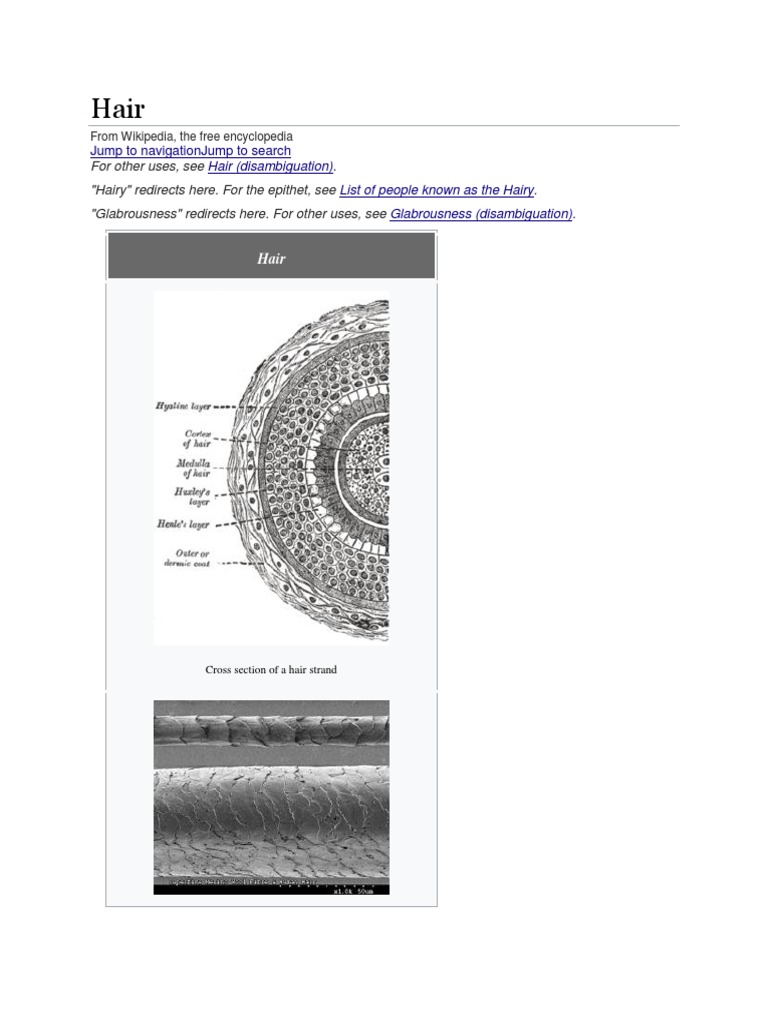 All About Hair | PDF | Hair | Skin