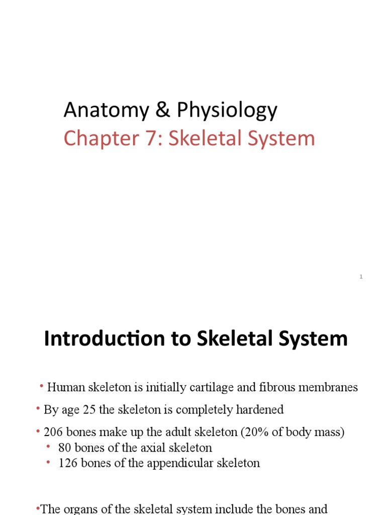 Anatomy & Physiology: Chapter 7: Skeletal System | PDF | Osteoblast | Bone