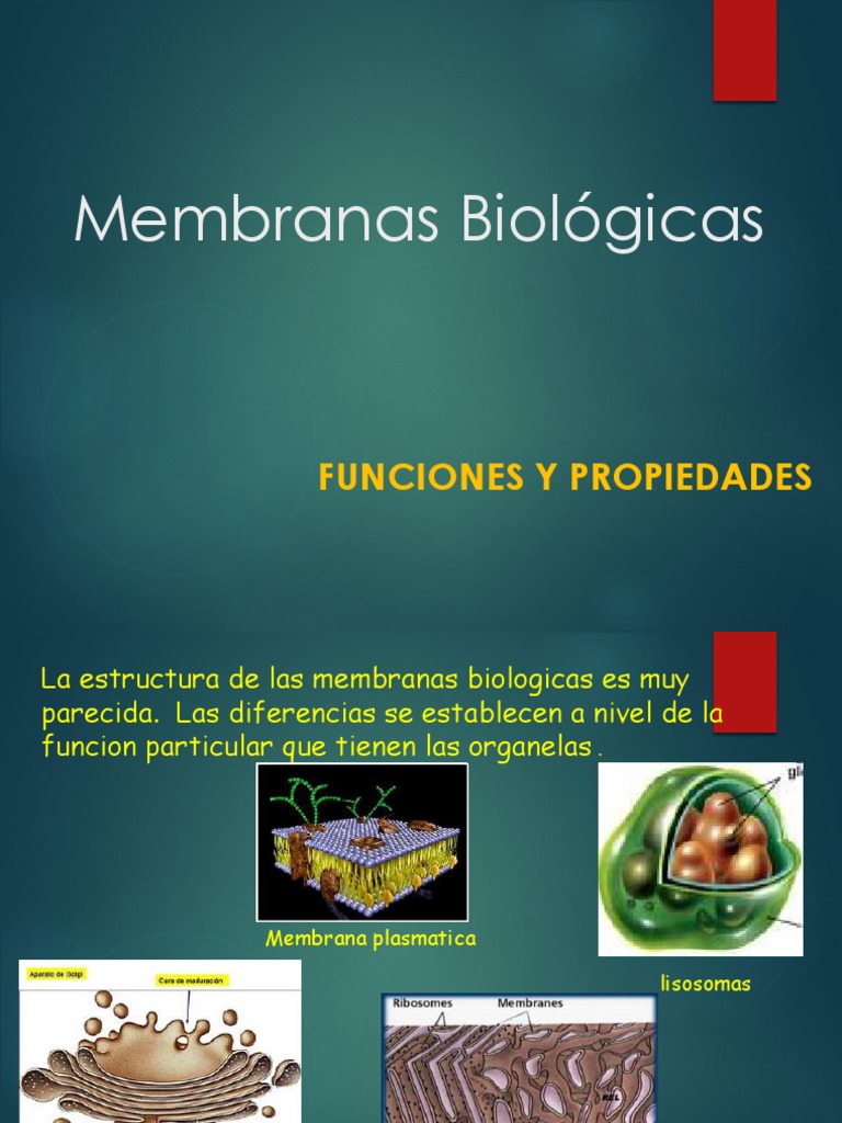 Membranas Biologicas | PDF | Membrana celular | Bicapa lipídica
