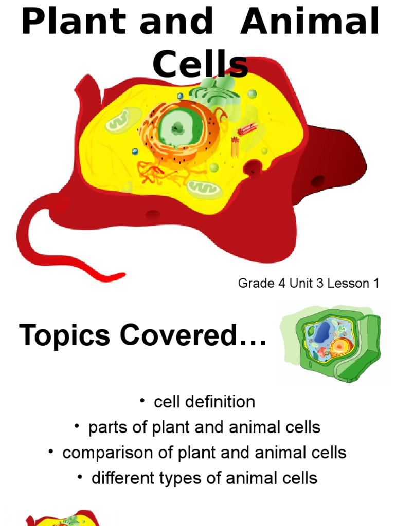 Plant and Animal Cells Overview | PDF | Endoplasmic Reticulum | Human Body