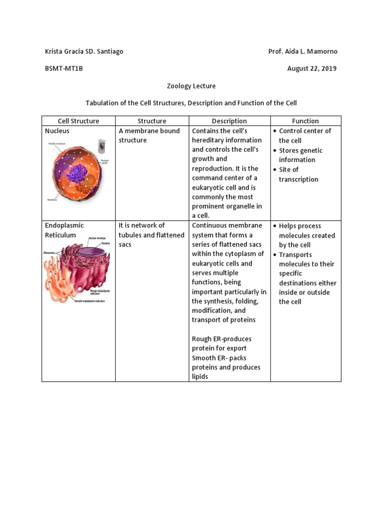 Cell Structure | PDF | Endoplasmic Reticulum | Cell (Biology)