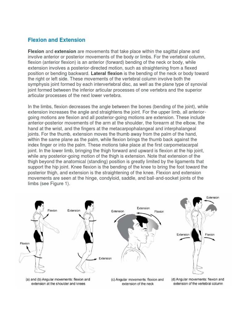 Flexion and Extension: Flexion and Extension Are Movements That Take ...