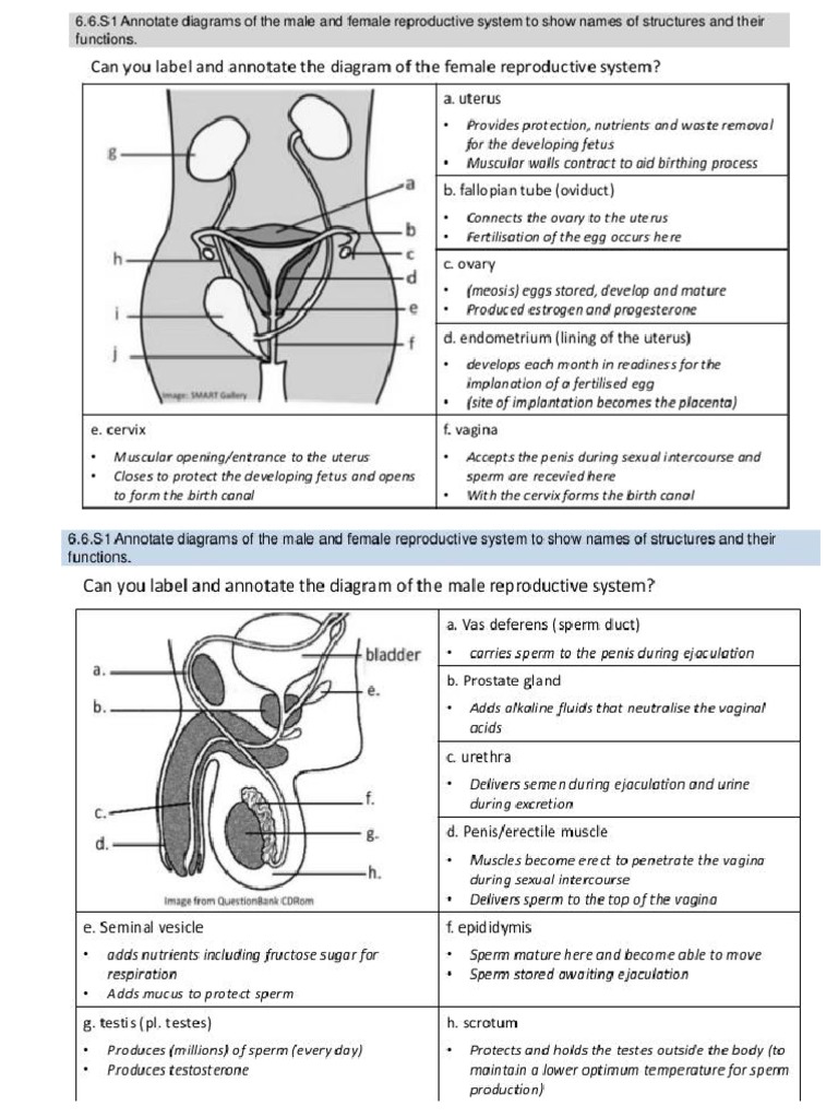 Male and Female Reproductive Systems Explained | PDF | Reproductive ...