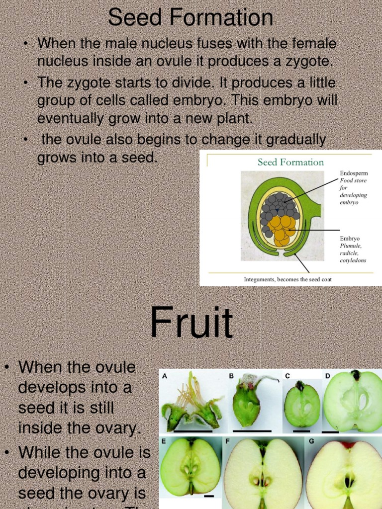 Seed Dispersal Checkpoint | PDF | Seed | Fruit