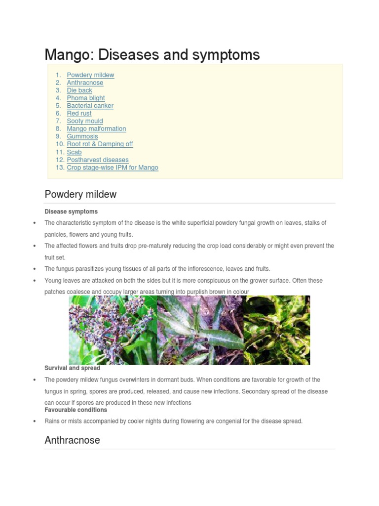 Mango: Diseases and Symptoms: Powdery Mildew | PDF | Organisms | Botany