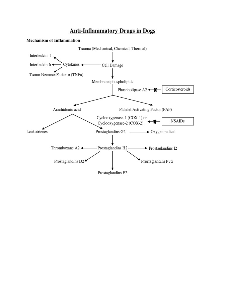 Anti-Inflammatory Drugs in Dogs: Mechanism of Inflammation | PDF