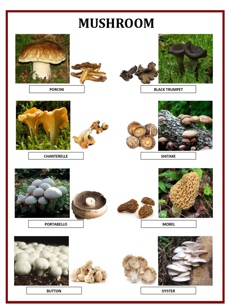 A Classification of Common Edible Mushroom Varieties and Their Names | PDF