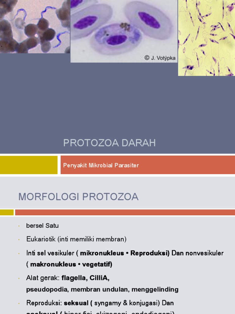 Blood Protozoa - En.id | PDF