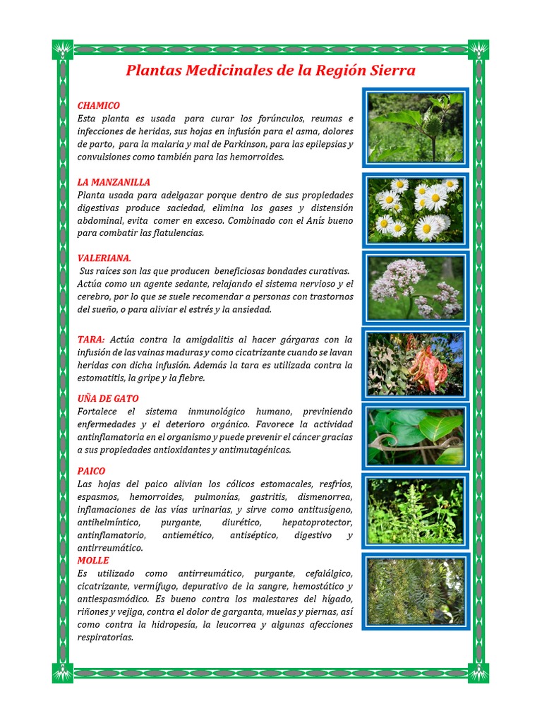 Plantas Medicinales de La Sierra | Especialidades Medicas | Medicina ...
