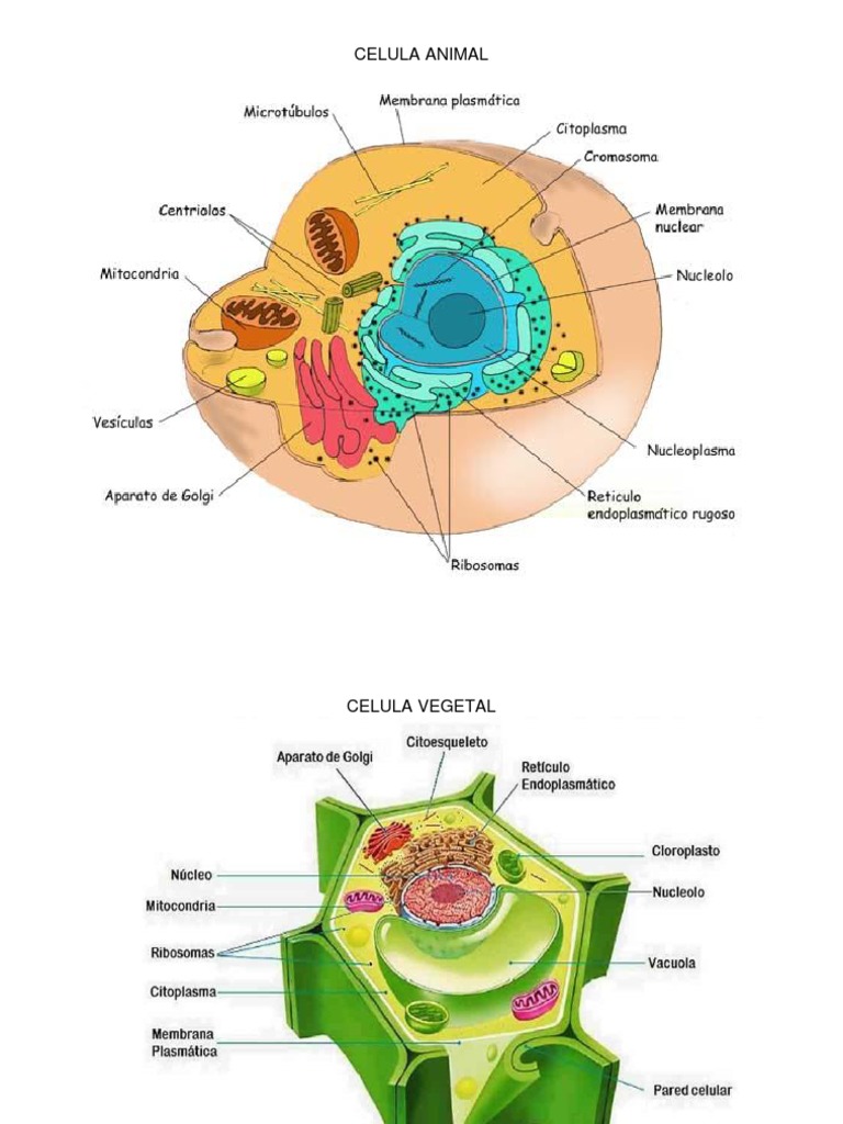 Celula Vegetal y Animal | PDF