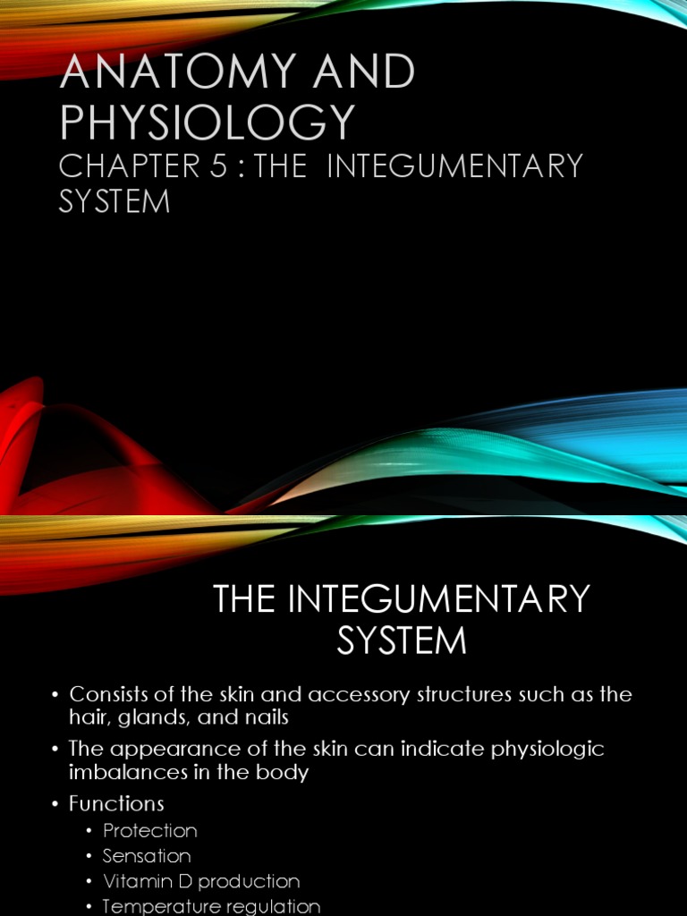 Integumentary System | PDF | Skin | Integumentary System