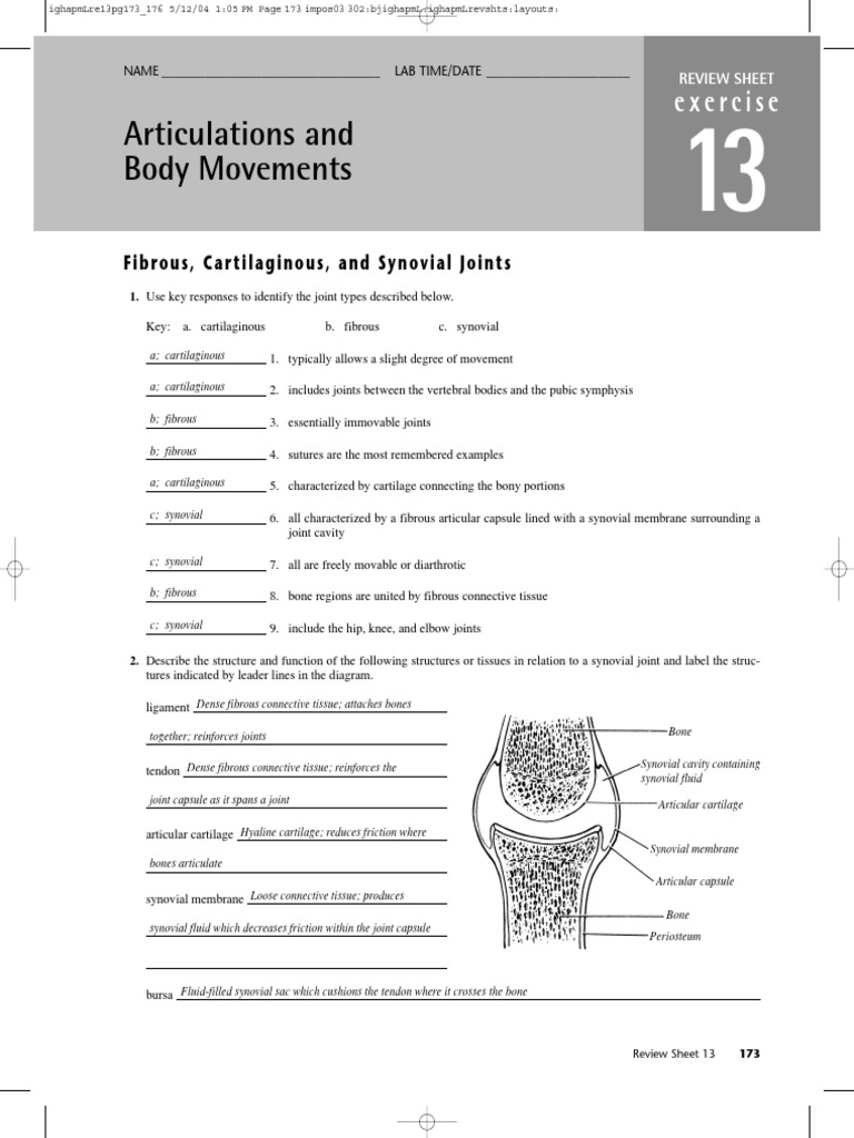 Articulations and Body Movements: Exercise | PDF | Anatomical Terms Of ...