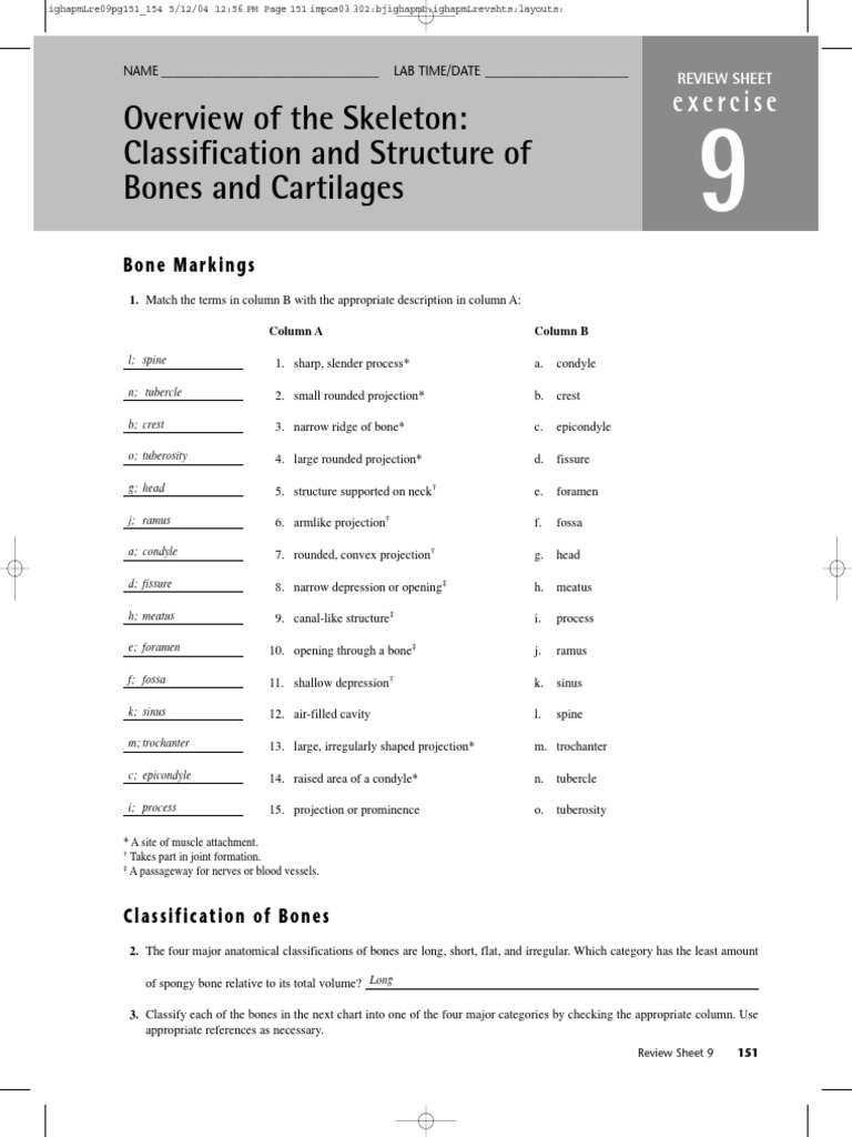 Overview Skeleton | PDF | Cartilage | Bone