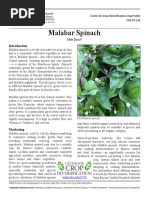 Natural Ink From Alugbati | PDF | Ink | Wellness