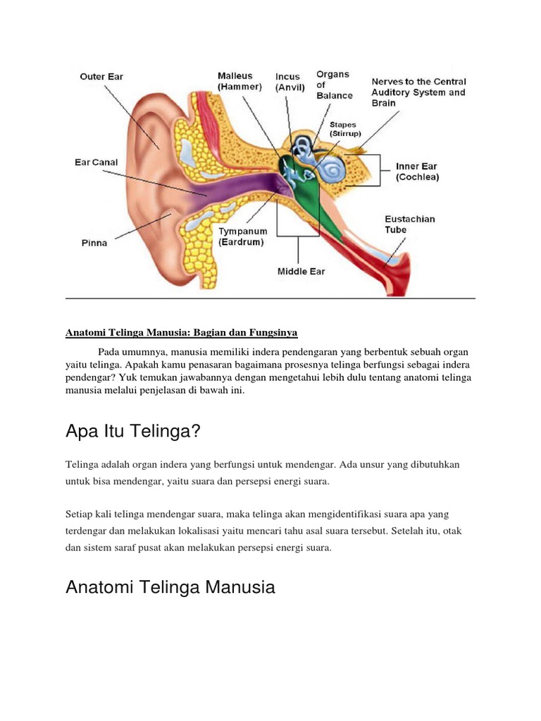 Anatomi dan Fungsi Telinga Manusia | PDF