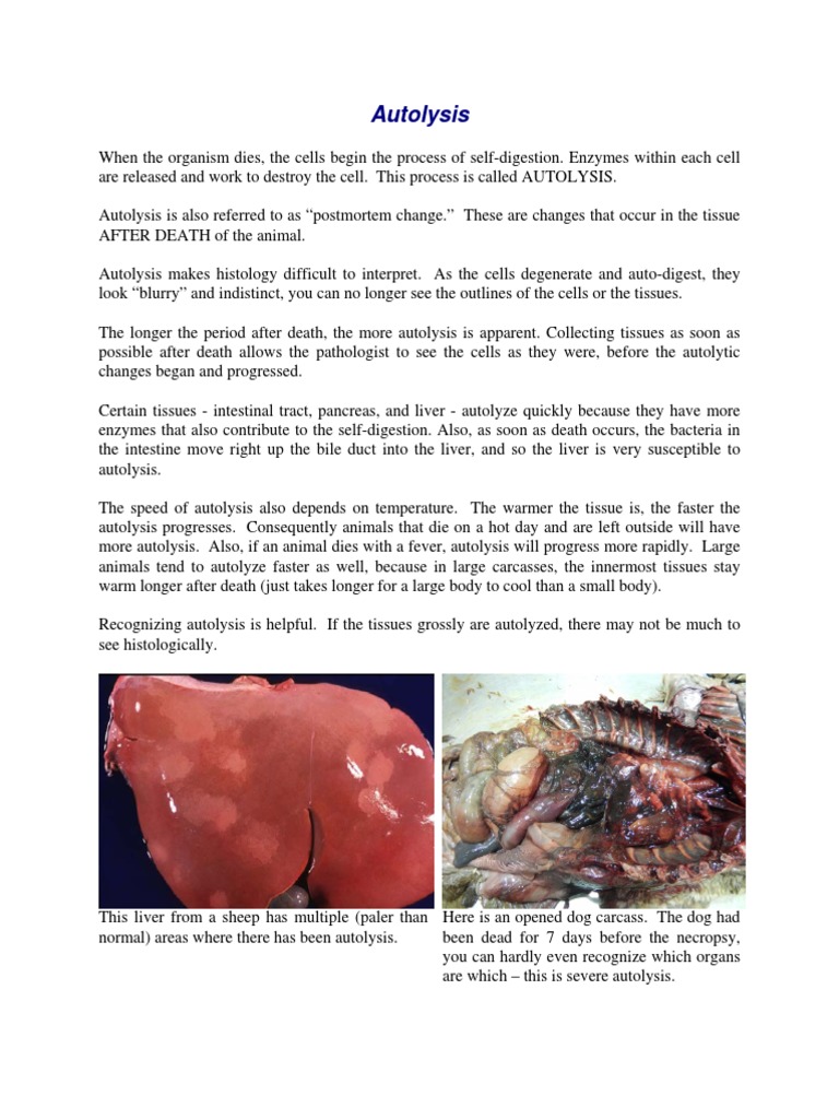 Autolysis | PDF