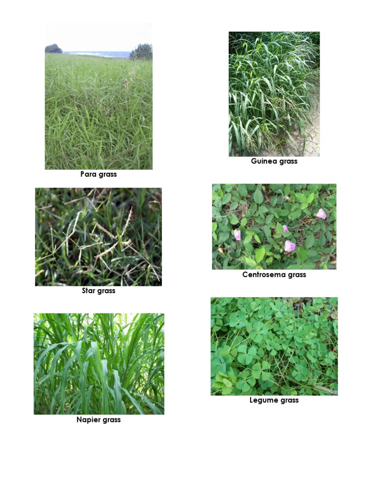 Kinds of Grass | PDF