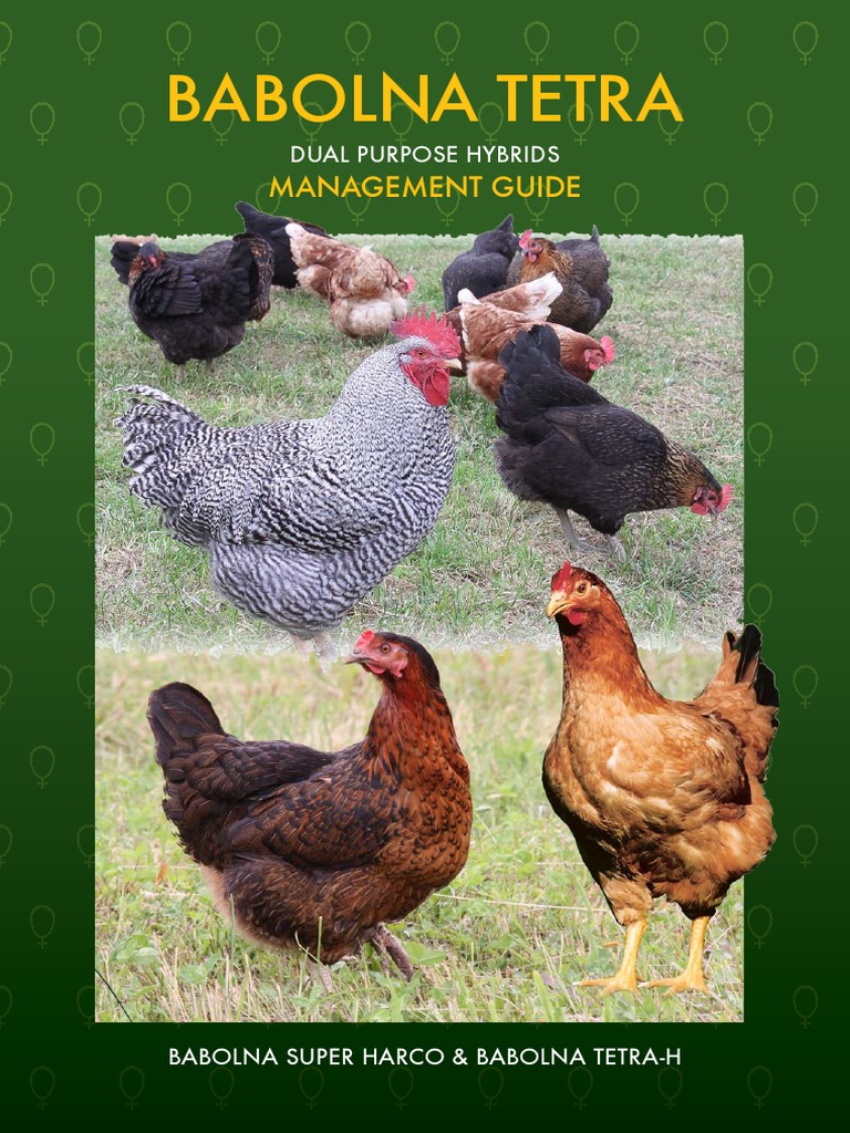 Babolna Tetra & Super Harco Guide | PDF | Chicken | Poultry