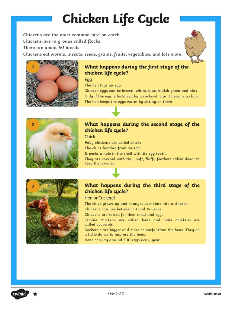 Chicken Life Cycle | PDF | Chicken | Egg