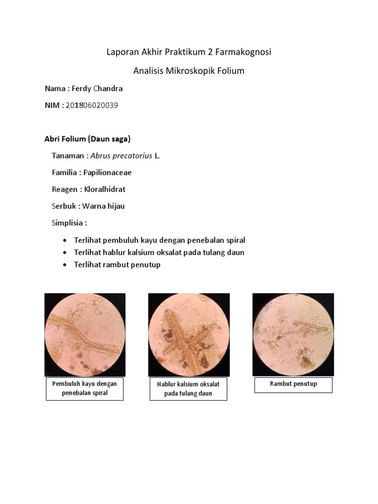 Laporan Akhir Praktikum 2 Farmakognosi Analisis Mikroskopik Folium | PDF | Sains & Matematika