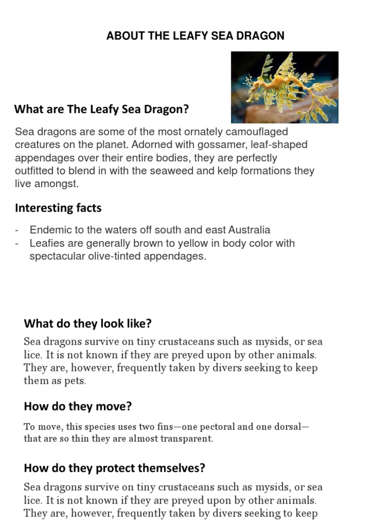 About The Leafy Sea Dragon | PDF