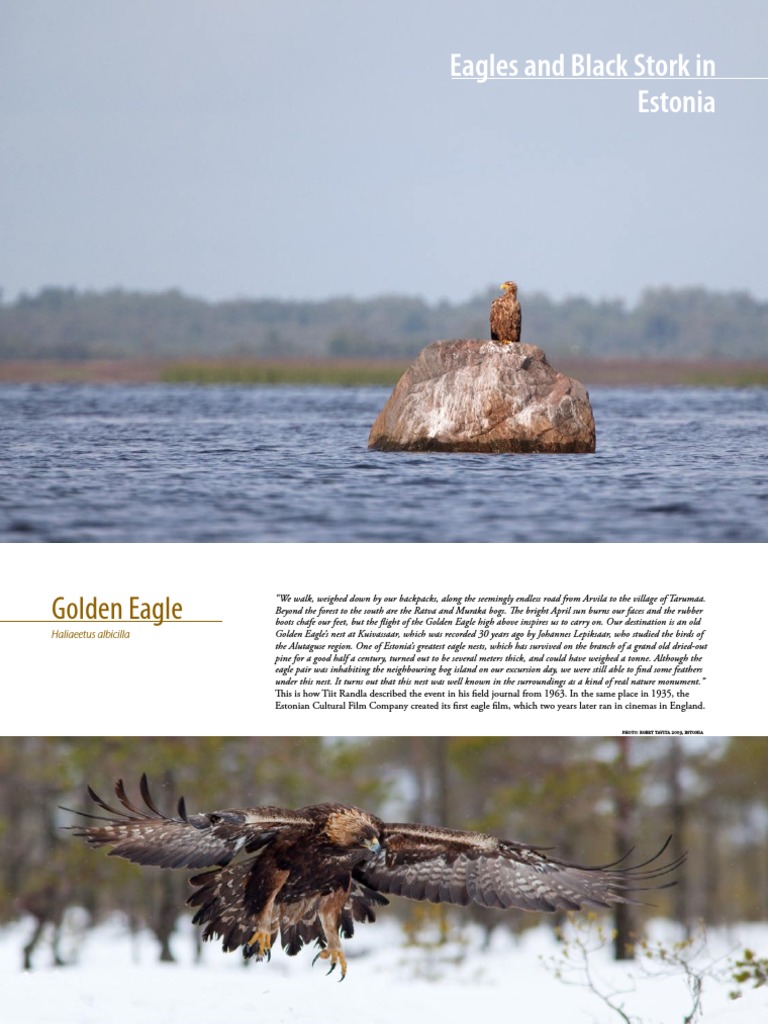 Eagles and Black Stork in Estonia | PDF | Eagle | Birds