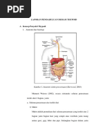 LP Demam Typhoid | PDF