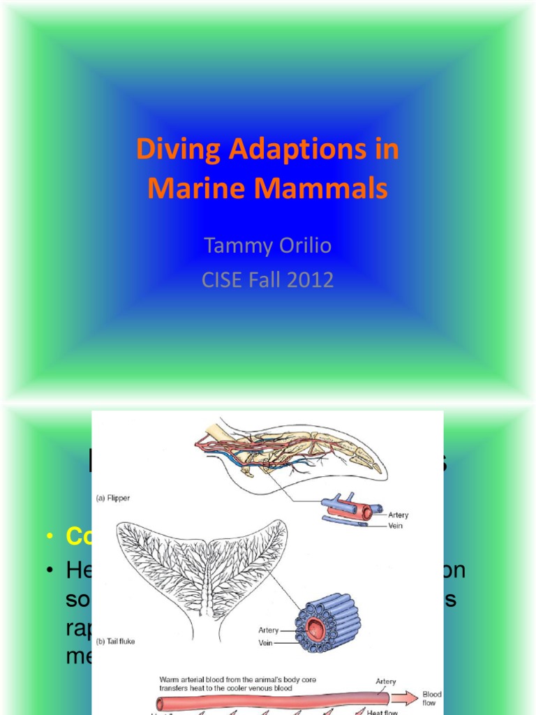 Marine Mammal Diving Adaptations | PDF | Physiology | Medical Specialties