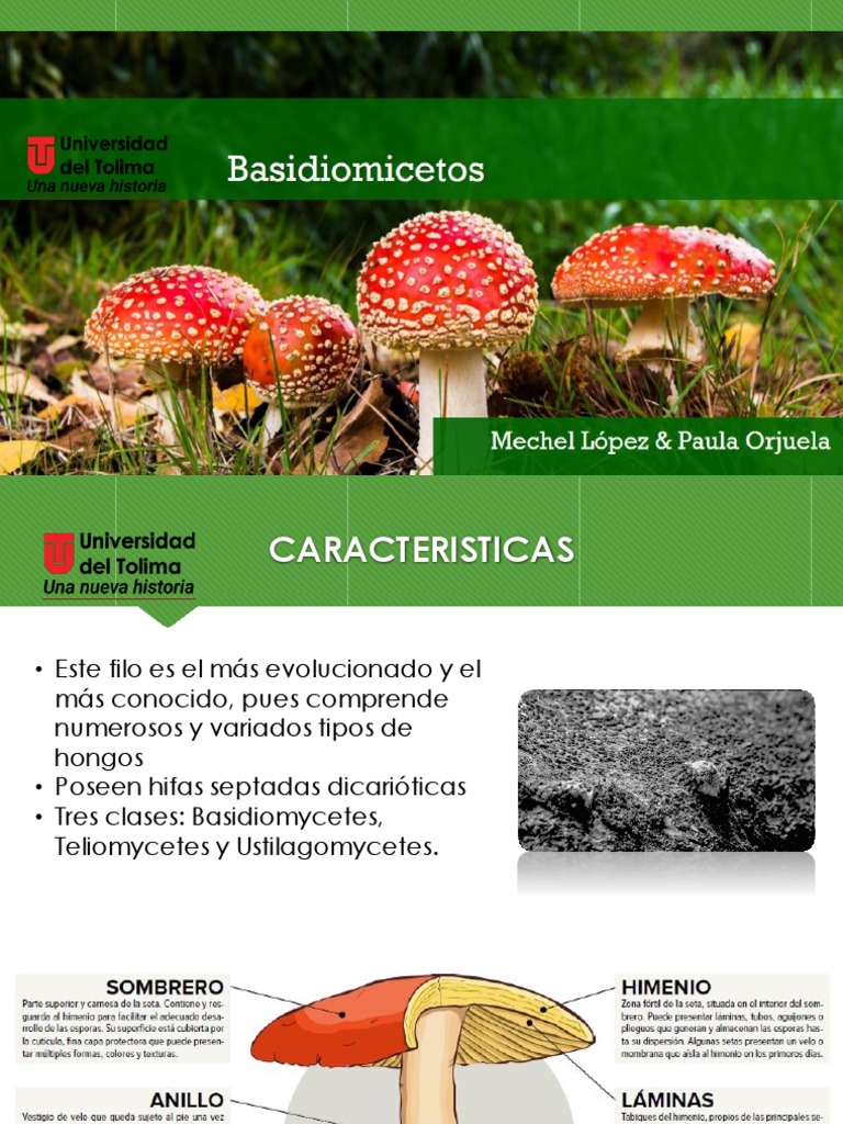 Basidiomicetos | PDF | Ciencia y matemáticas