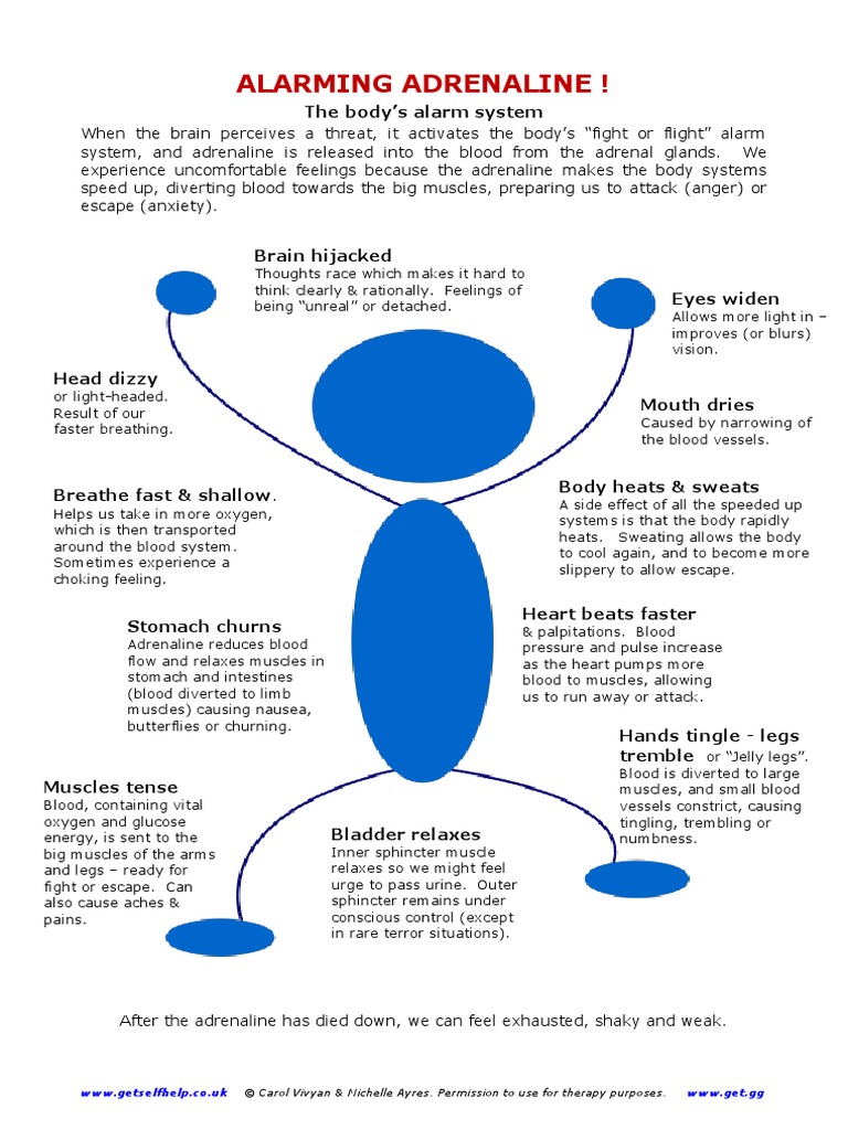 Adrenaline PDF | PDF | Blood | Heart