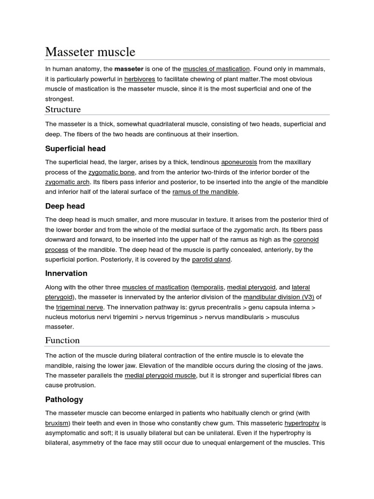 Masseter Muscle: Structure | PDF | Soft Tissue | Primate Anatomy