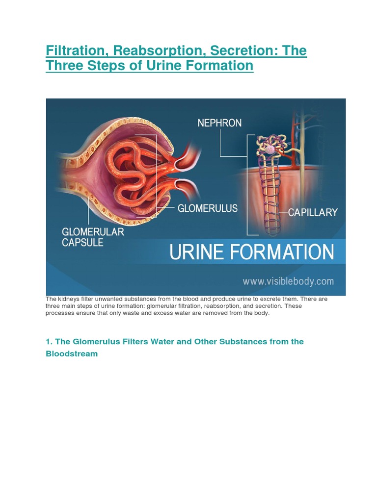 Filtration, Reabsorption, Secretion: The Three Steps of Urine Formation ...