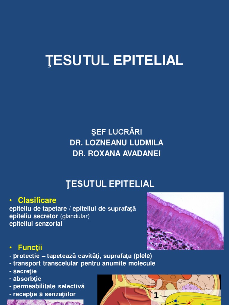 01.tesut Epitelial 2016 2017 | PDF