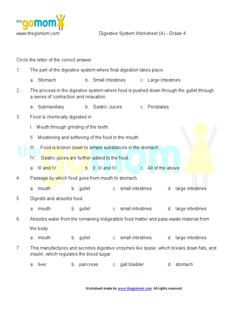 Digestive | PDF | Human Digestive System | Digestion